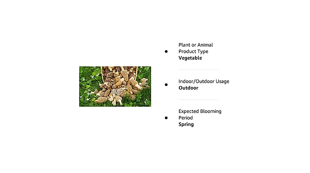 Large Morel Mushroom Spores Kit - Grow Your Own