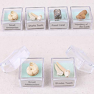 Transparent Specimen Box,Protolith Specimen Ammonite Shark Teeth Gastropod Coral Fossils Stone Collection - Random Style