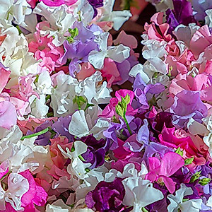 Outsidepride Fragrant Annual Lathyrus Odoratus Sweet Peas Royal Mix Climbing, Vining, Trailing Cut Flowers - 250 Seeds