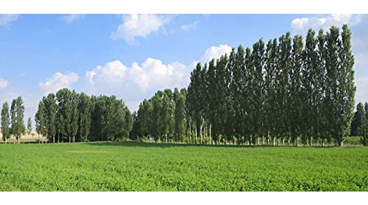 Fast Growing Hybrid Poplar Tree Cuttings for Privacy & Shade