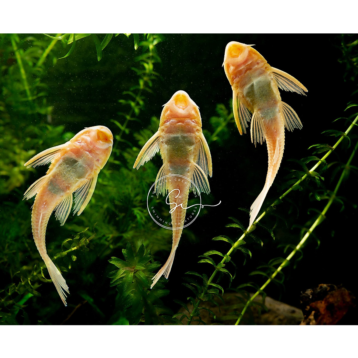 Swimming Creatures 2 Albino Pleco Shortfin (L144 Hypancistrus sp. 3-5cm) - Live Aquarium Fish