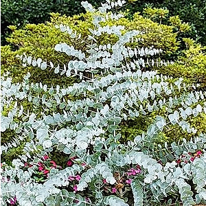 CHUXAY GARDEN Eucalyptus Cinerea Tree Seed,Argyle Apple,Silver Dollar Tree 25 Seeds Evergreen Tree Air Purifier Aromatic Adding a Decorative Appeal Low-Maintenance