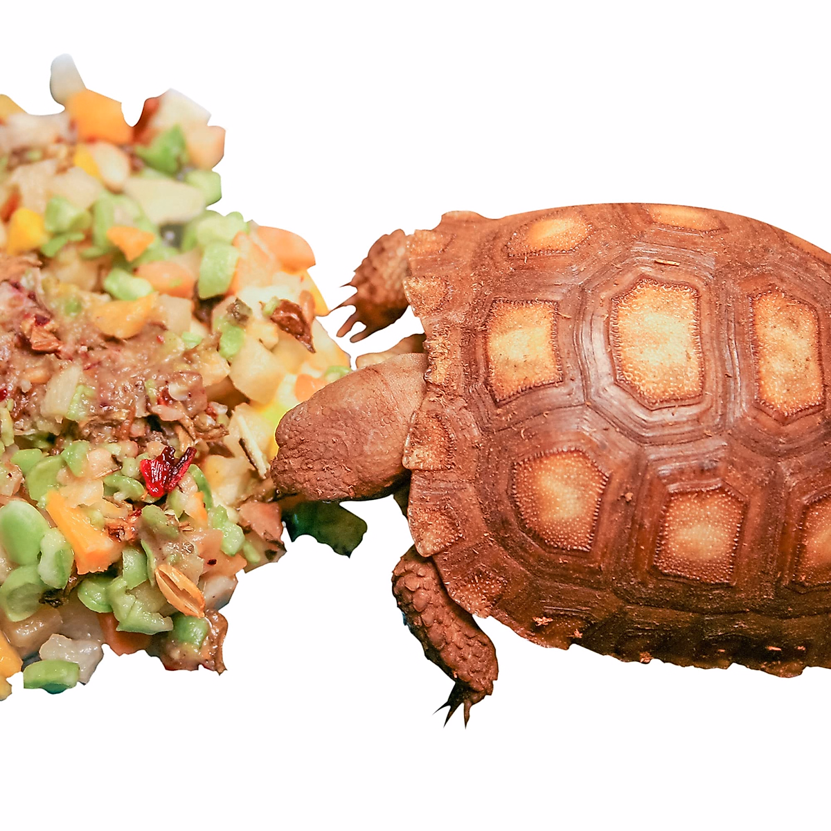 Healthy Herp Tortoise Food Instant Meal 7.7-Ounce (220 Grams) Jar