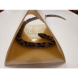 Snake Glue Board 3-Pack Commercial Grade for Large Cahaba Snake Trap, Made in USA