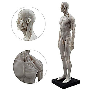 Male Anatomy Figure Ecorche and Skin Model Lab Supplies,Figure Anatomical Reference for Artists (White)