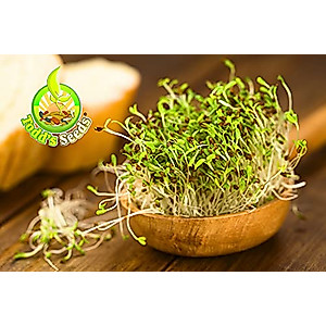Todd’s Seeds - Alfalfa Sprouting Seeds - 1 Pound Bulk Alfalfa Seeds - Fast Growing Seeds with High Sprout Germination