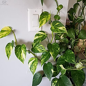 110Pcs Wall Plants Climber Vine Sticky Wall Clips Green 3 Different Size Wall Fixture Clips | Plant Fixture Cable Clips Self-Adhesive Plant Clips Fixing Hook Wall Vine Supports Traction Wall Clip