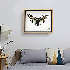 Real Exotic Cicada Opens Wings - Taxidermy Collection Framed in a Wooden Box As Pictured (Blue Wings, Wooden Box)