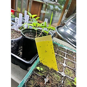 Stiky Strips Plant Stakes for Potted Plants (10 Pack)