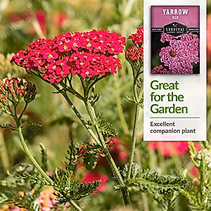 Red Yarrow Seed for Planting in The Garden - 1 Pack with Instructions to Plant and Grow Common Yarrow - Medicinal Herb Wildflowers - Heirloom, Non-GMO, Open-Pollinated Seeds for The Survival Garden