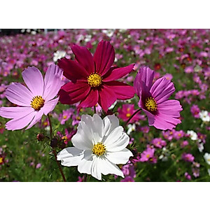2000-Mixed Cosmos Seeds by NOTSWOH