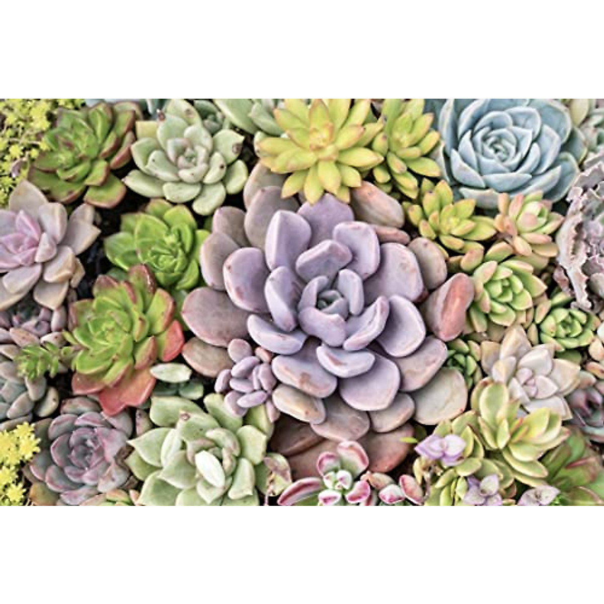 Altman Plants, Live Succulents Plants (50 Pack), Nursery Pots Variety Pack, Bulk Succulents Plants Live Plants Indoor Plants Live House Plants Indoors Live Indoor Plants Live Houseplants Live Indoor