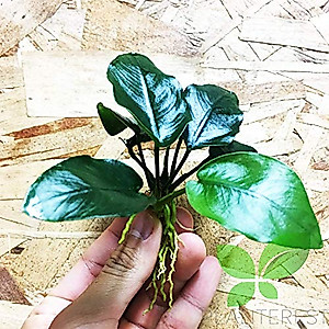 Planterest - Anubias Nana Thick Leaf Rhizome Easy Live Aquarium Plant Decorations BUY2GET1FREE
