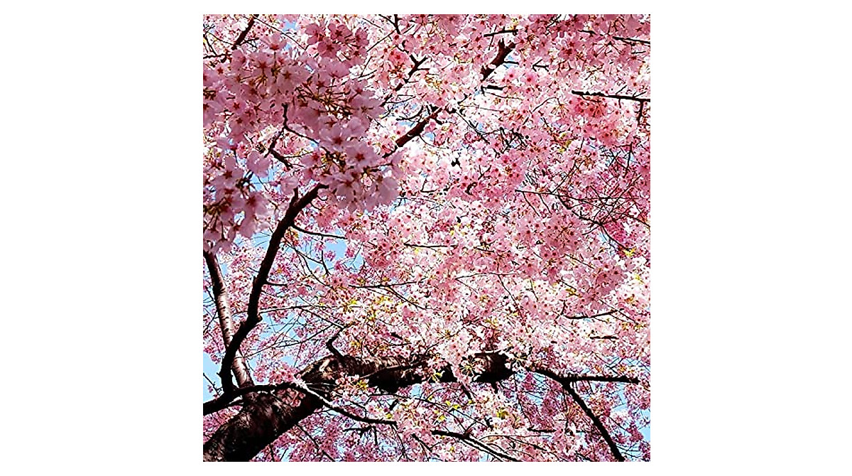 35+ Pcs Japanese Sakura Seeds for Bonsai - Grow Pink Cherry Blossoms