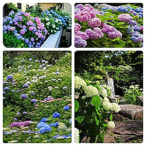 Mixed Hydrangea Seeds Flowers for Planting Non-GMO Home Garden Mixed Colors (100+)