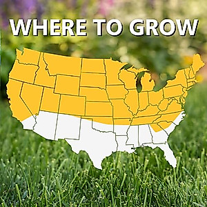 Jonathan Green 10315 Black Beauty Grass Seed Mix, 25-Pound