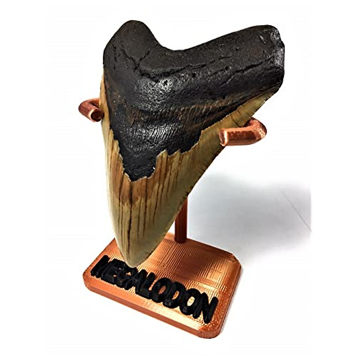 Exact Tooth as Shown in Image - Genuine One-of-a-Kind Prehistoric Fossilized Megalodon Shark Tooth with a Custom 3D-Printed Tooth Stand and a Glossy 8-1/2" x 11" Certificate of Authenticity (4.960")