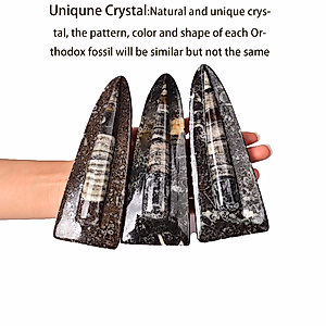 JIC Gem Orthoceras Fossil Frome Morocco(5-6 Inches)