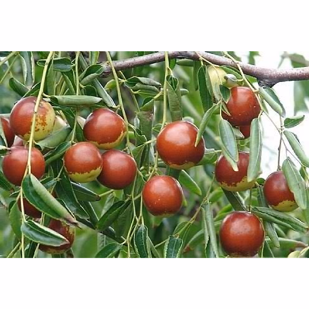 SD0519 Ziziphus Zizyphus Seeds, Rare Korean Dates Seeds, Jujube Seeds, Non-Genetically Modified Seeds (10 Seeds)