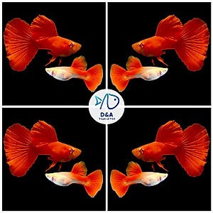 D&A Tropical Live Fish - ABINO Full RED Guppy Live Fish for Aquariums, Live Fish Freshwater (1 Breeding Pair (1Male,1Female))