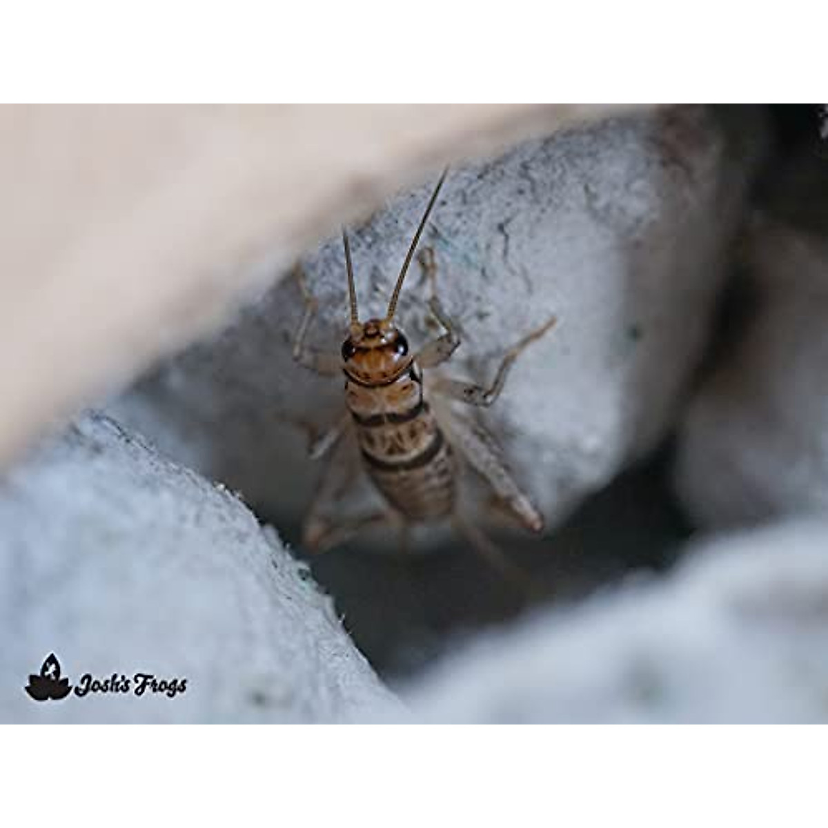 Josh's Frogs 3/4"" Banded Crickets (1000 Count)