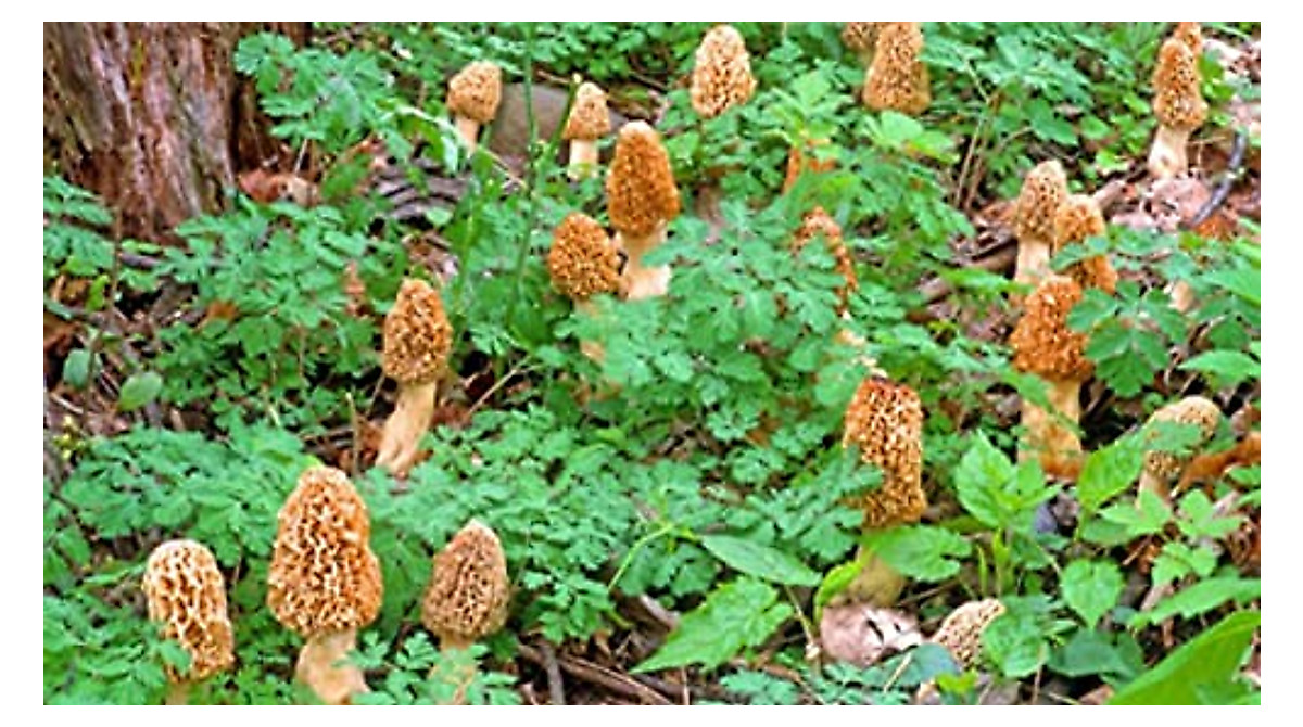 Large Morel Mushroom Spores Kit - Grow Your Own