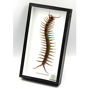 TAXIBUGS Real Centipede Millipede Scolopendra MORSITANS Taxidermy Insect in 3D Wooden Frame (White Background, Black Wooden Box)