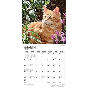 Ginger Cats | 2024 12 x 24 Inch Monthly Square Wall Calendar | BrownTrout | Animals Kittens Feline Pets