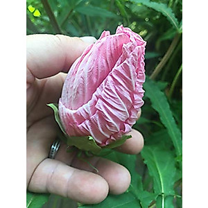1112A-Tropical Hibiscus, Giant Pink (Hibiscus rosa-sinensis) Seeds by Robsrareandgiantseeds UPC0764425787105 Non-GMO,Organic,USA Grower, Cold Hardy, 1112-A Package of 10 Seeds