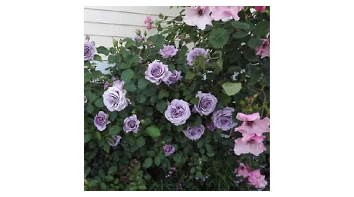 Sterling Silver Hybrid Tea Rose Seeds - 100 Fragrant Blooms