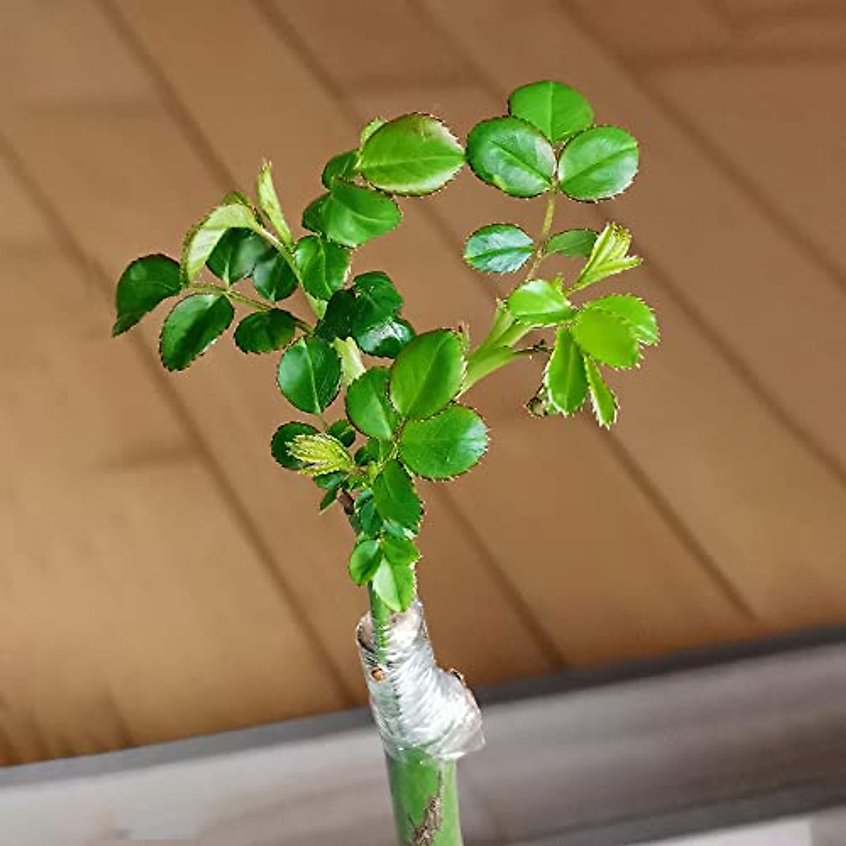 Liaogo Grafting Tape Grafting Film for Plants, 2 Pack Stretchable Garden Grafting Tape Plants Repair Budding Tapes for Floral Fruit Tree and Poly Budding Tape