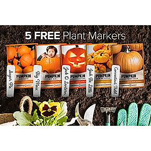 Pumpkin Seeds to Plant - 5 Variety Baby Boo, Giant Big Max, Jack Be Little, Jack O Lantern, Sugar Pie, Great for Pumpkin Seed for Summer, Fall, Pumpkin Seeds for Planting by Gardeners Basics