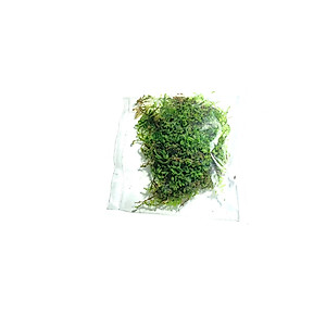 Marcus Fish Tanks - 3X Christmas Moss Vesicularia Montagne Live Freshwater Aquarium Plants Xmas Moss