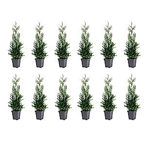 Thuja Plicata 'Green Giant' Arborvitae - 12 Live Quart Size Plants - Live Evergreen Privacy Tree