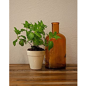 Awake Farms Indoor Herb Garden Seed Starter Kit – Indoor Grow Kit with Bamboo Pots, Soil Discs, Moisture Meter, Plant Markers, Seeds - Herb Seeds Variety Pack Indoor – Ideal for Balcony, Windowsill