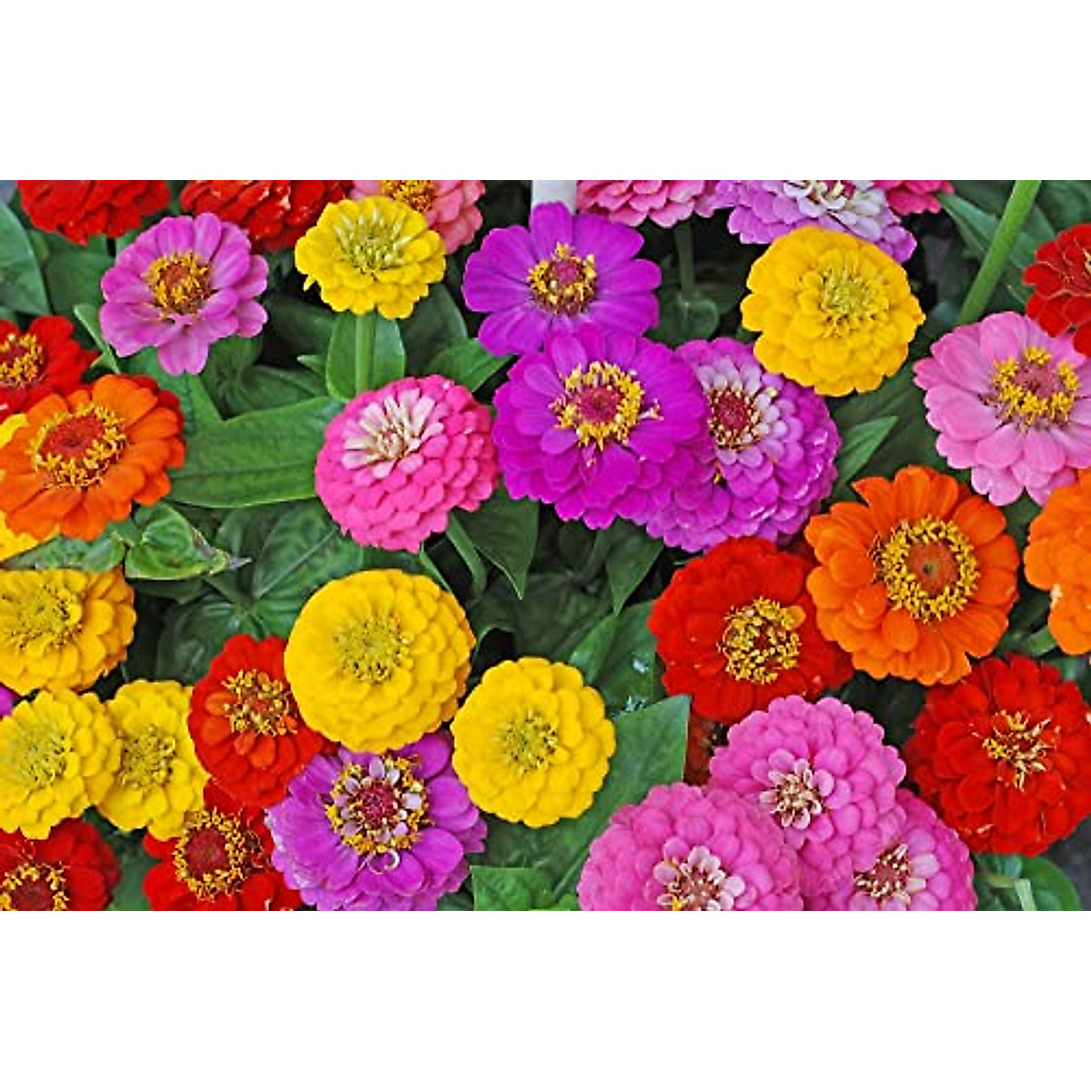 "State Fair Mix" Zinnia Flower Seeds for Planting, 100+ Seeds Per Packet, (Isla's Garden Seeds), Non GMO & Heirloom Seeds, Scientific Name: Zinnia elegans, Great Home Garden Gift