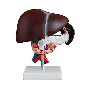 Human Life Size Liver, Pancreas and Duodenum Simulation Model Medical Anatomy Type:YR-H-XC-311