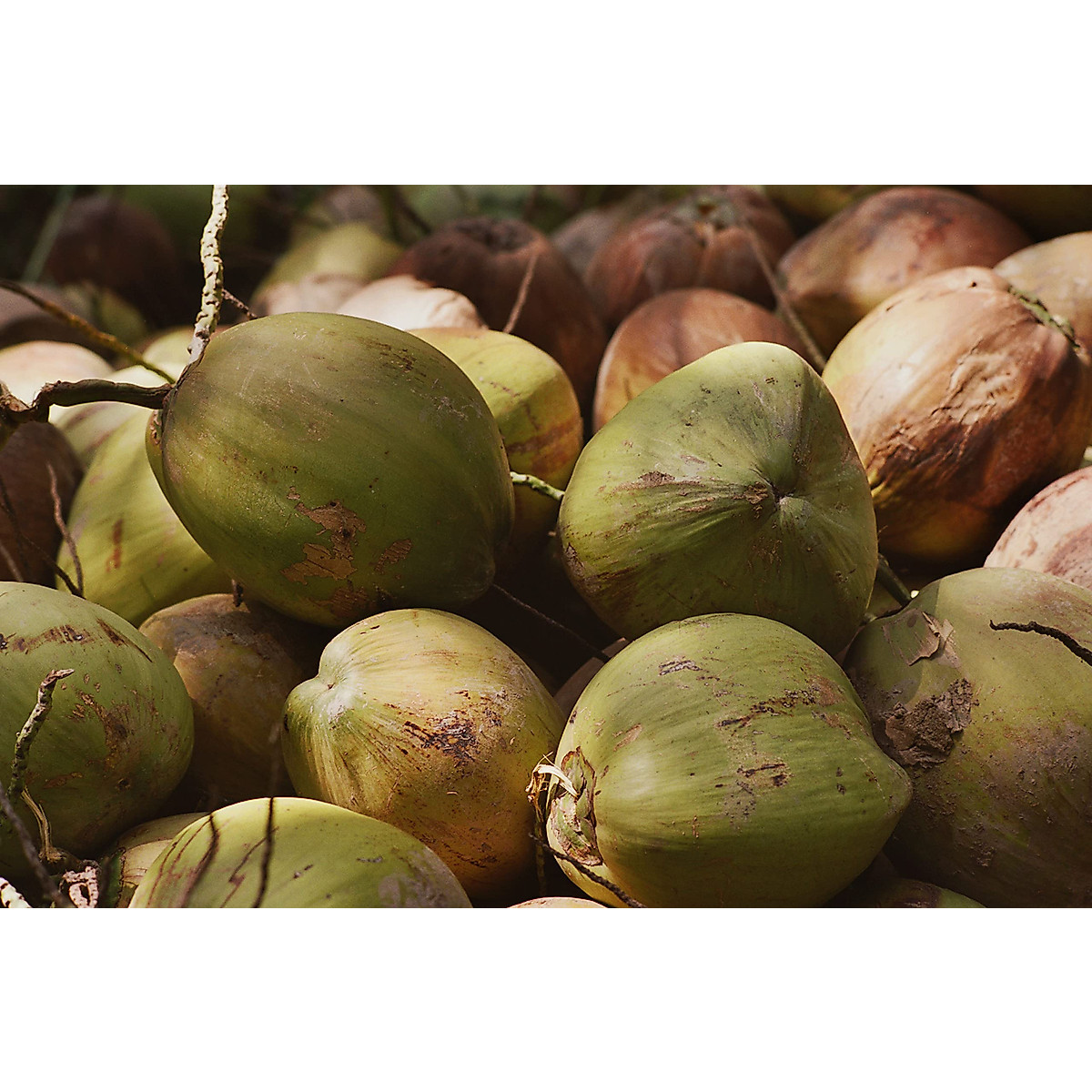 Real Coco Original Coconut Water 500mL, 100% USDA Organic Coconut Water, Packed with Electrolytes, Dairy/Soy Free, Vegan, Plant Based (12-pack, 500L)