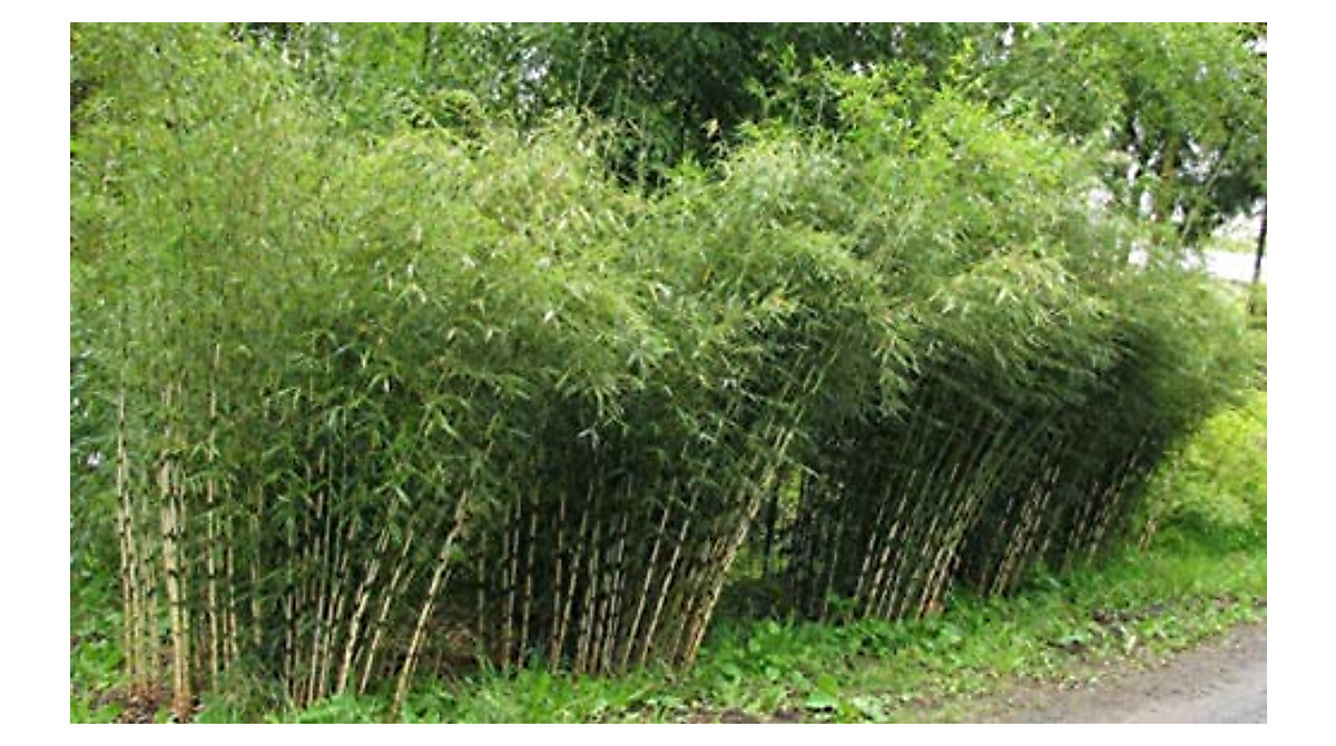 50 Rare Bamboo Seeds for Exotic Garden Privacy