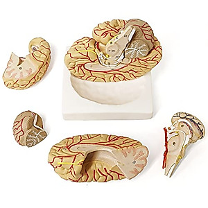 Evotech Human Brain Model w/Arteries, 9 Parts Life Size Anatomy Brain Model on a Base Show Horizontal Plain Through Eyeball Level for Science Classroom Study Display, Manual Included