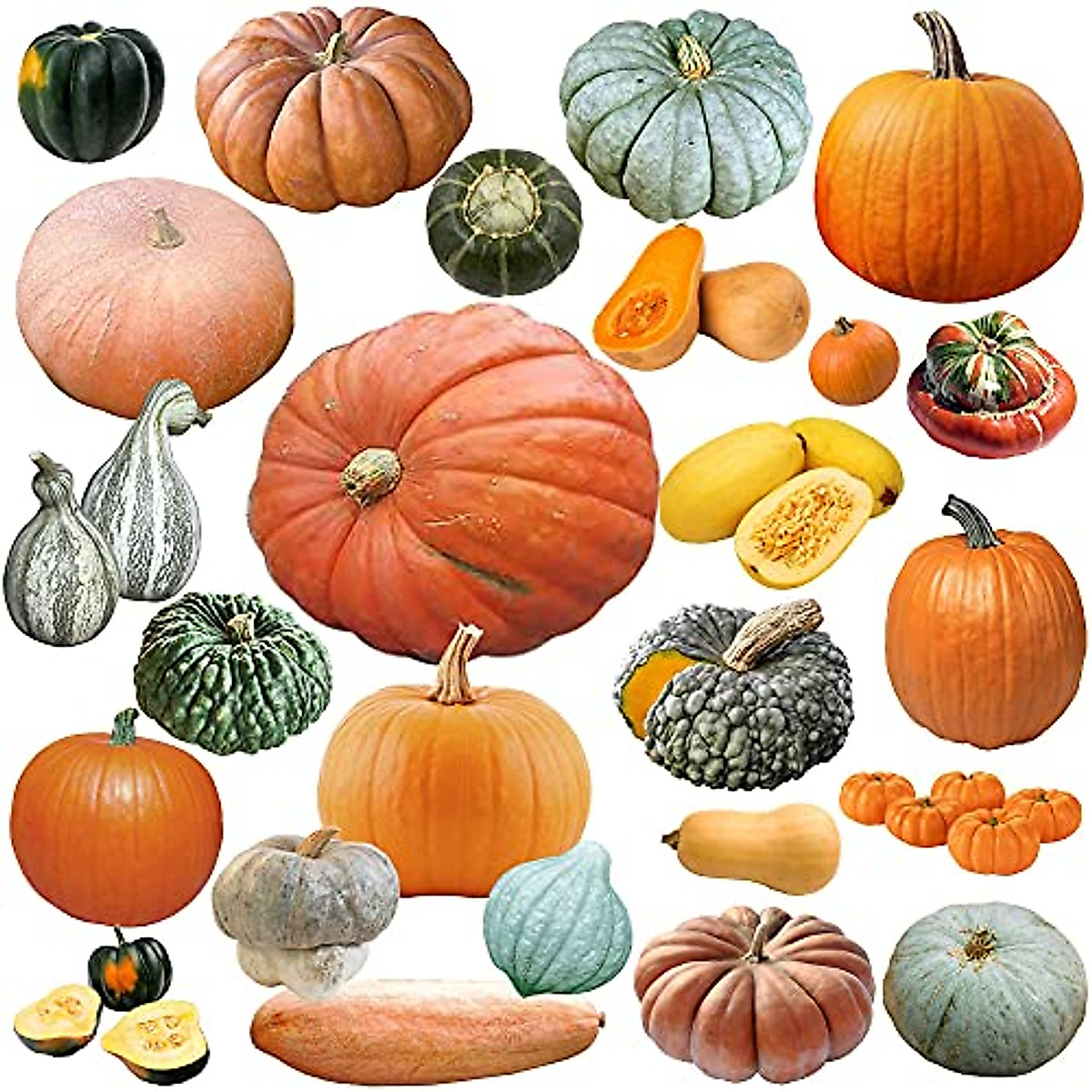 MIXED SEEDS! 50+ Pumpkin and Winter Squash MIX Seeds NON-GMO 25 Varieties Delicious Grown in USA. Rare, Super Profilic and Delicious HARLEY SEEDS