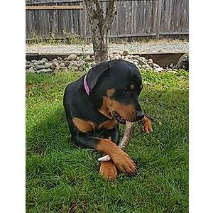 Big Dog Antler Chews Elk Antler Dog Chew, Extra Large Tine, 8 inches to 12 inches, XL - Great for Your Large to Extra Large Dogs and Puppies Brand