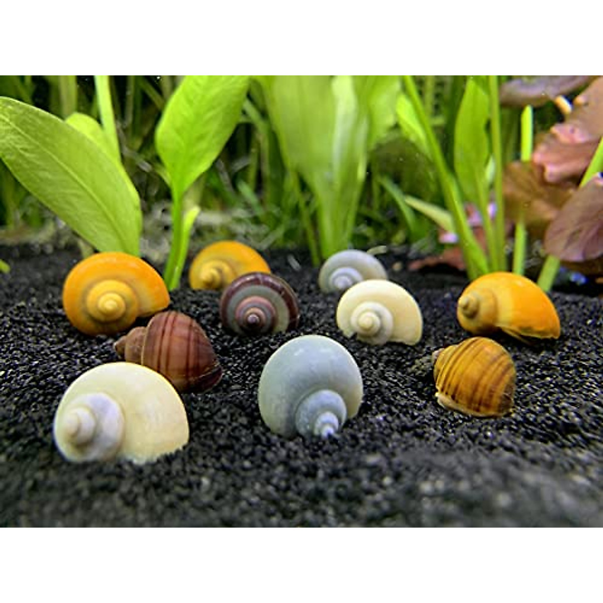 Shore Aquatic LLC Mystery Snail 10 Pack (Pomacea Bridgesii) Mix Colored Pack with Java Moss - Live Freshwater Snails Insulated Priority Mail