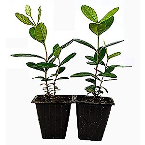 9GreenBox - Pineapple Guava - 2 Pack