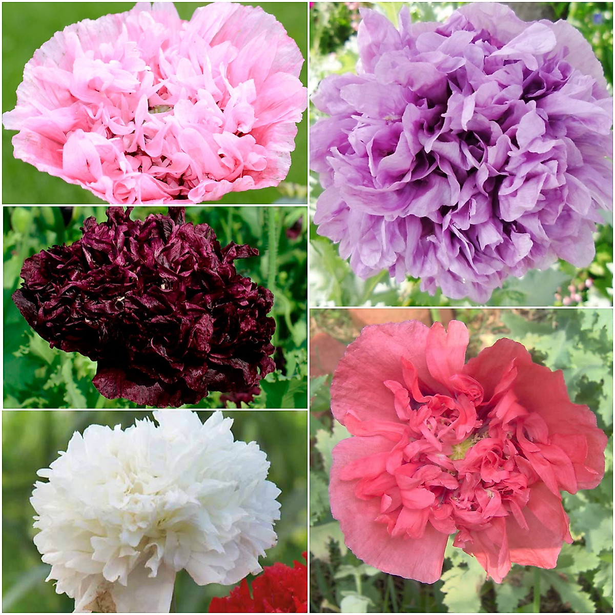 Seed Needs, Peony Poppy Seed Packet Collection (5 Individual Varieties of Poppy Seeds for Planting) 2,500 Seeds Collectively Including Pale Rose, Salmon, Cream, Black and Purple
