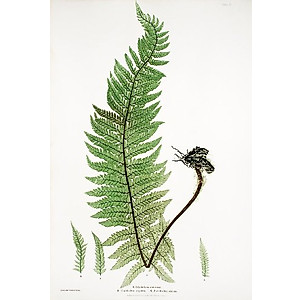 Polystichum aculeatum [Hard Shield Fern]; P.aculeatum argutum [Hard Shield Fern]; P.aculeatum alatum [Hard Shield Fern]