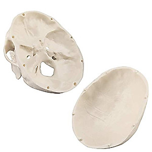 Mini Skull Model,Human Medical Anatomical Head Bone,Small Size Adult Head Bone for Education