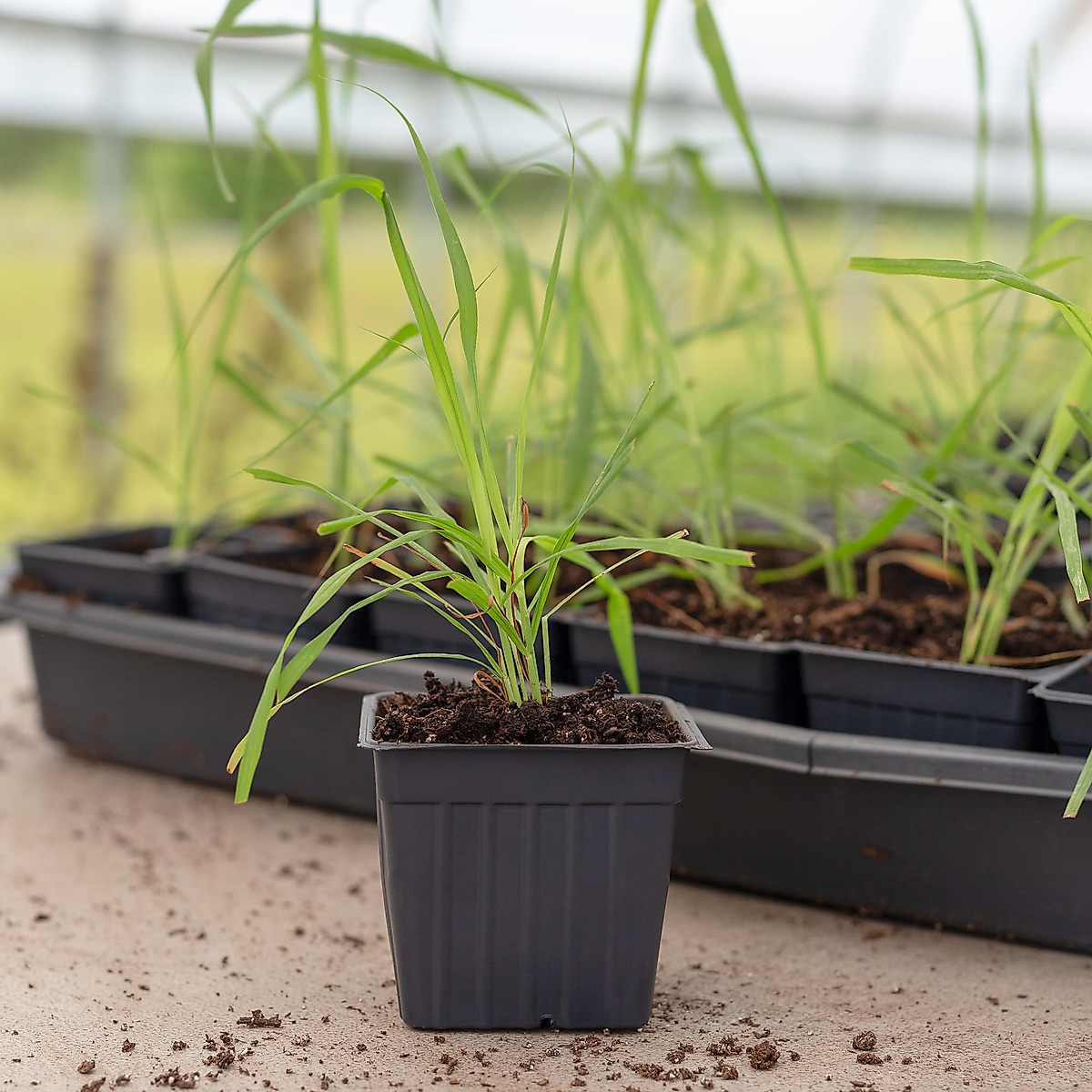 Live Lemongrass Plants (2-Pack); Each 4-8 Inches, in Nursery Pots, Culinary and Aromatherapy Herb Indoor/Outdoor Container Plants