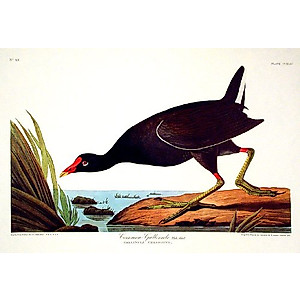 Common Gallinule. From"The Birds of America" (Amsterdam Edition)