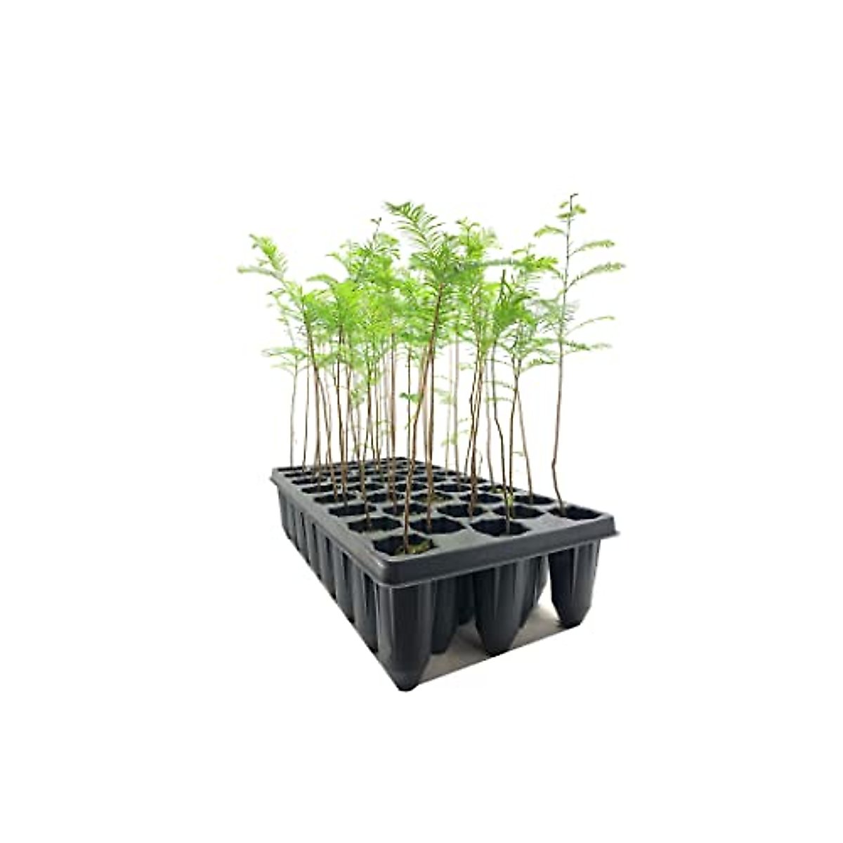 Bald Cypress | 10 Live Trees | Taxodium Distichum | Fast Growing Shade Tree Wet Tolerant